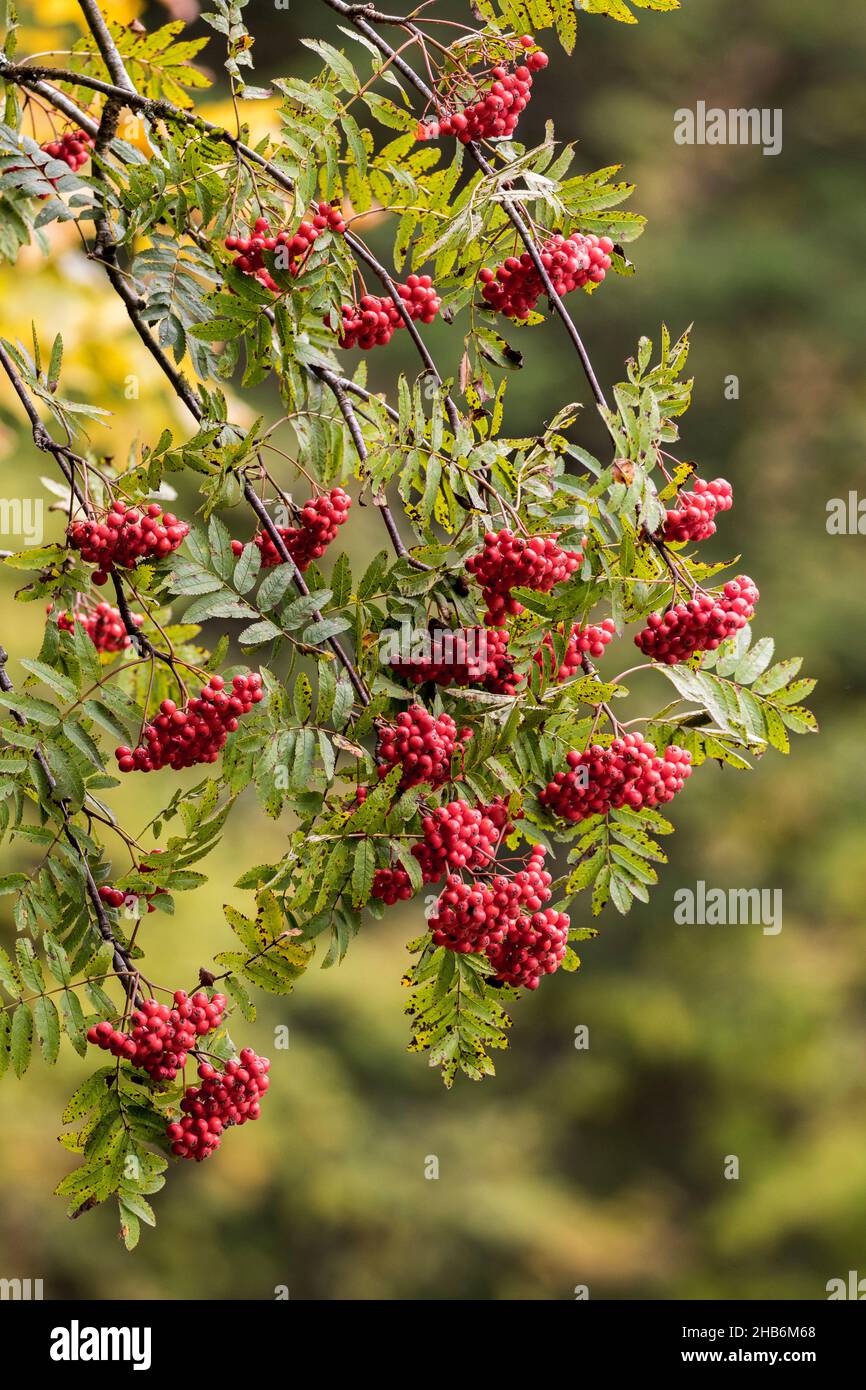 European mountain-ash, rowan tree (Sorbus aucuparia), with ripe fruits ...