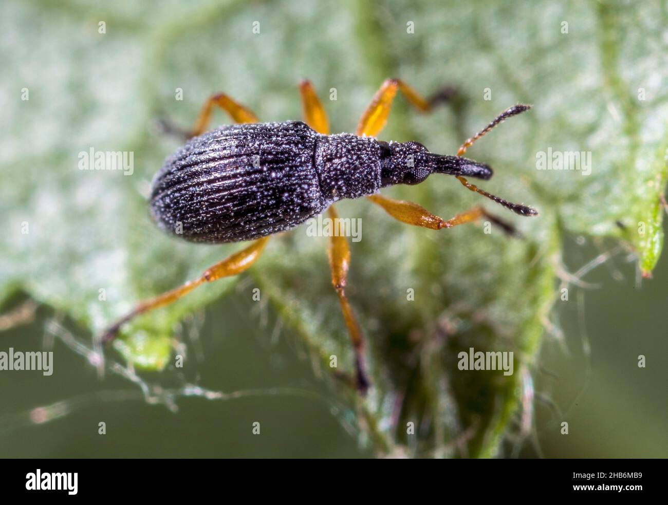white clover seed weevil (Protapion fulvipes), sits on a leaf, top view ...