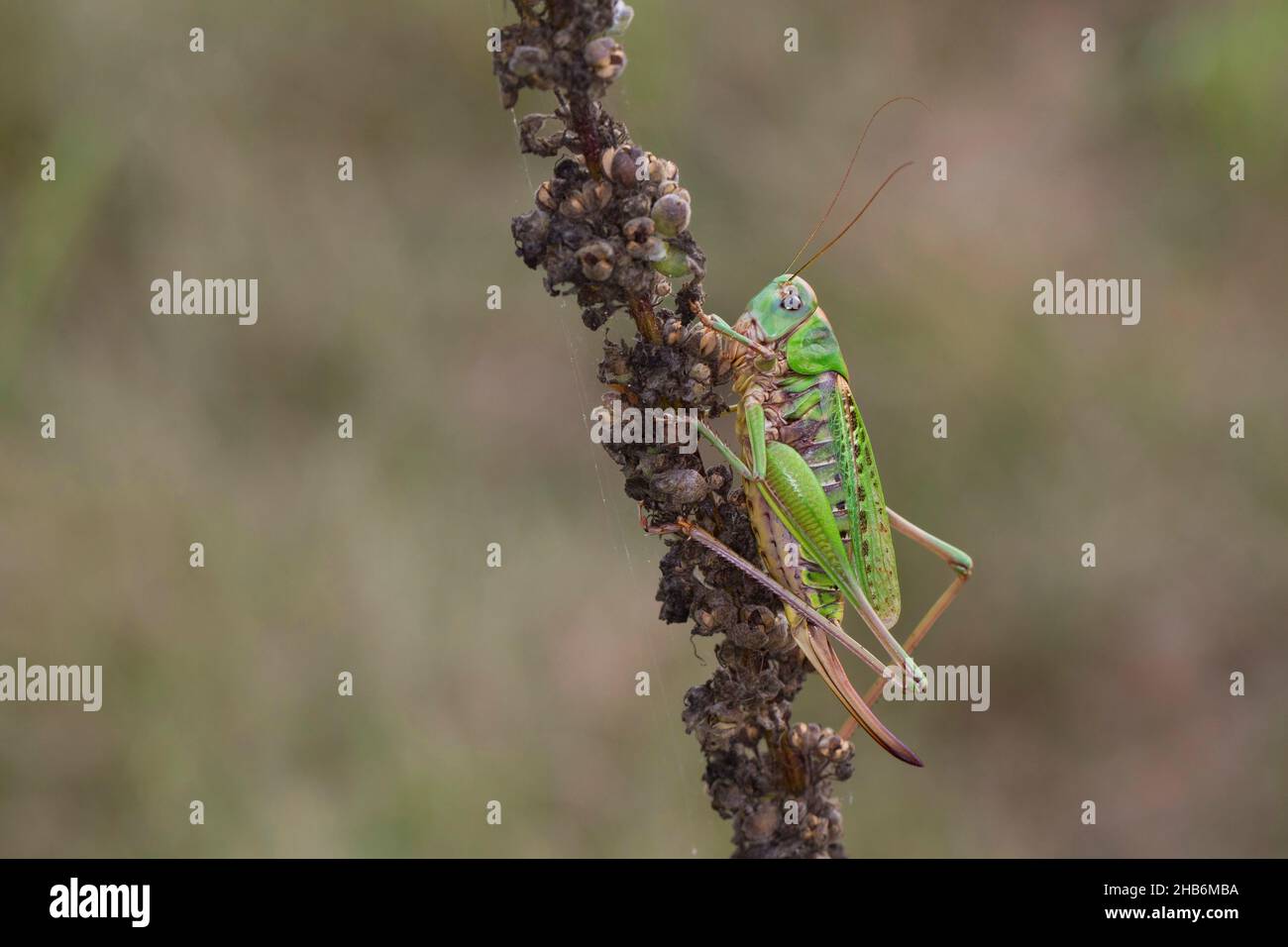 wart-biter, wart-biter bushcricket (Decticus verrucivorus), female ...