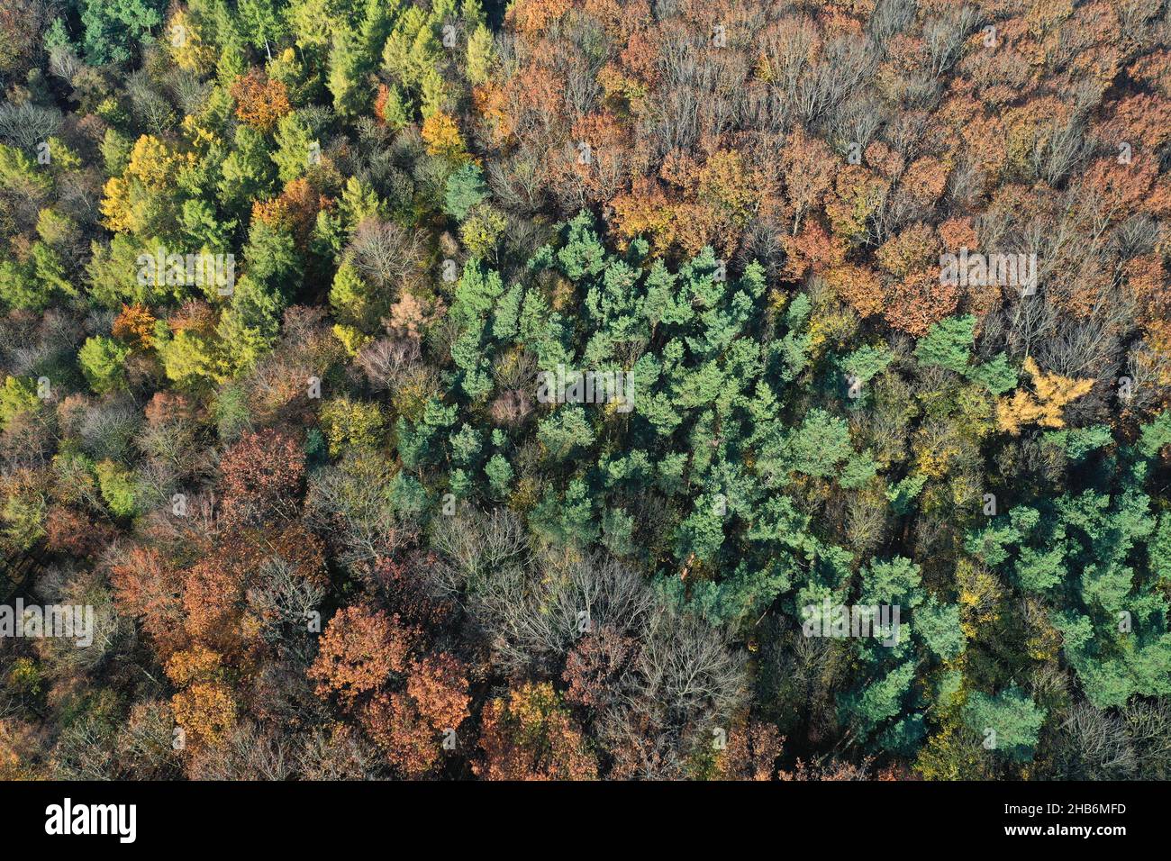 mixed forest with autumn colouring in the Hilden municipal forest ...