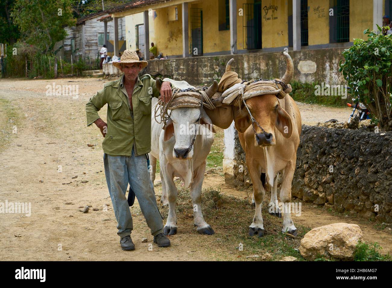 Team of oxen hi-res stock photography and images - Alamy