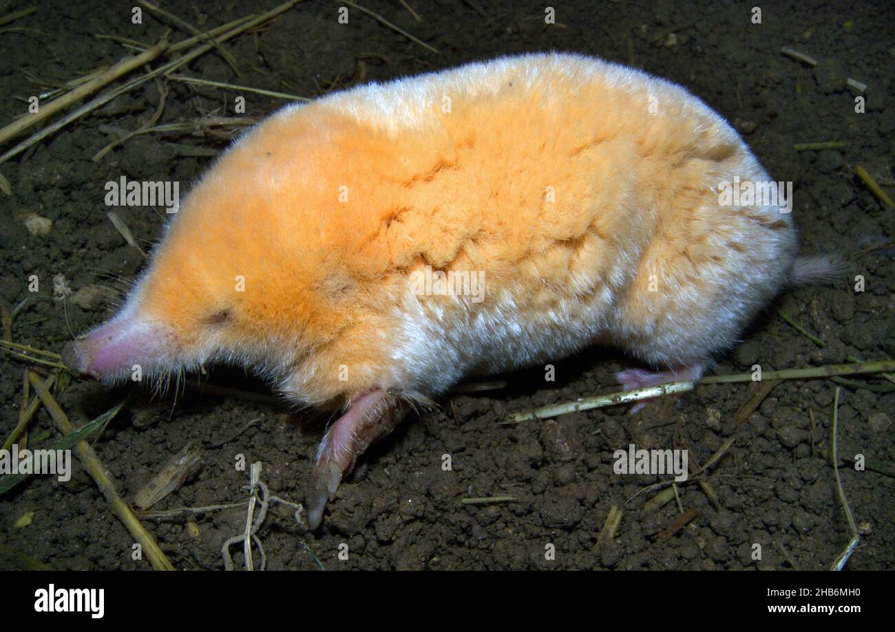 European mole, Common mole, Northern mole (Talpa europaea), albino ...