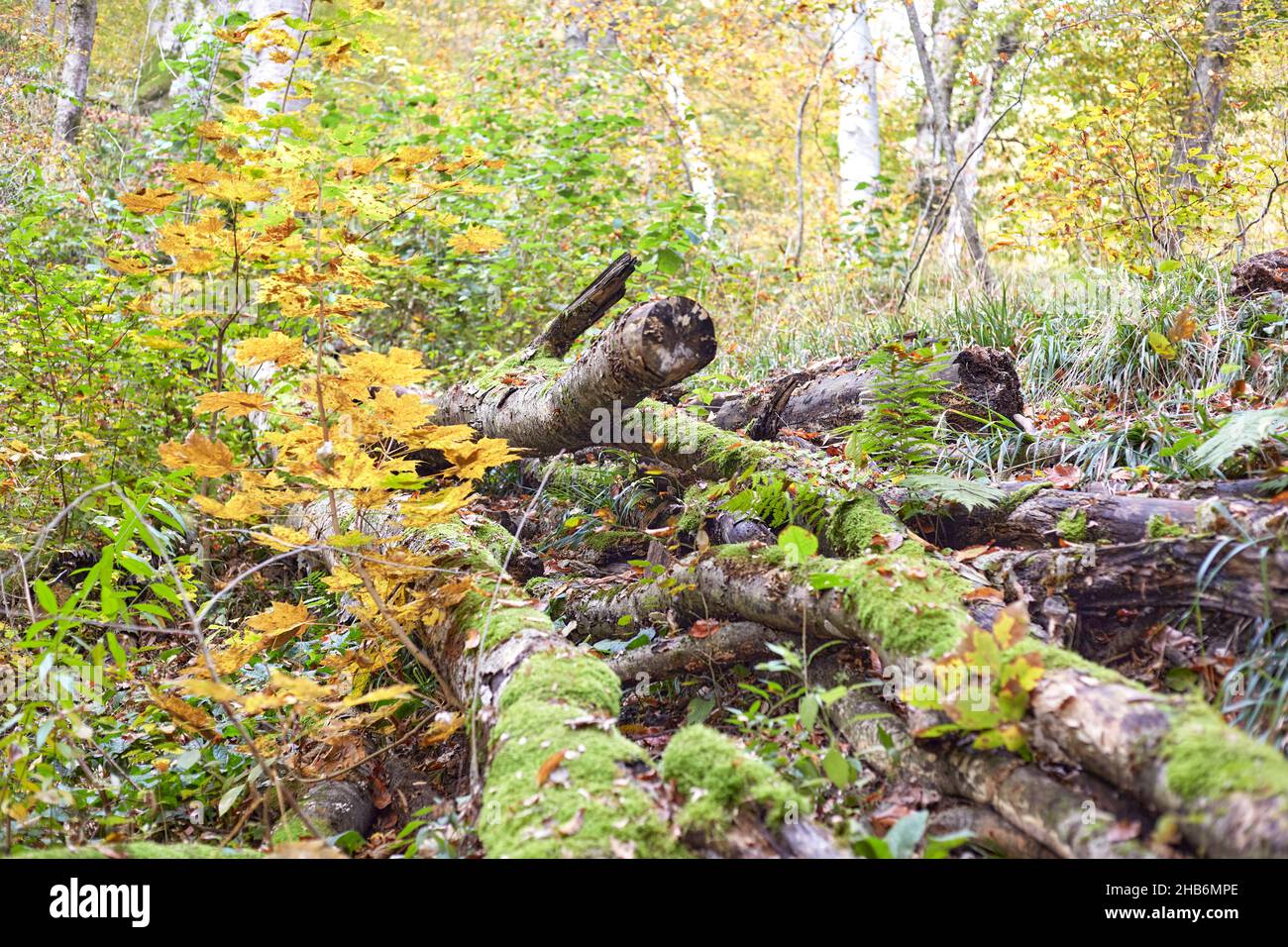 Littered environment hi-res stock photography and images - Alamy