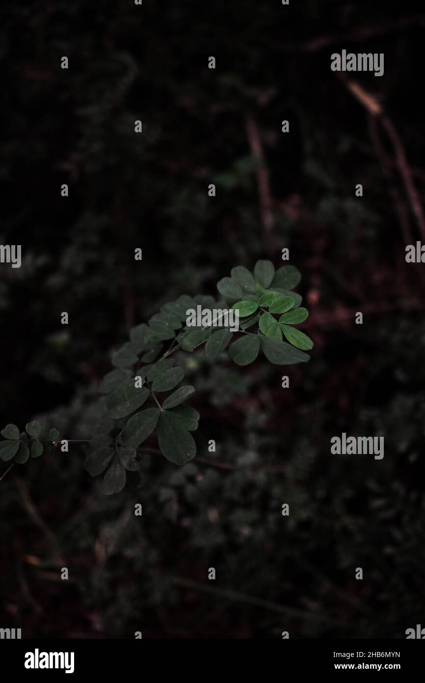 Branch with dark green leaves texture - for backgro Stock Photo - Alamy