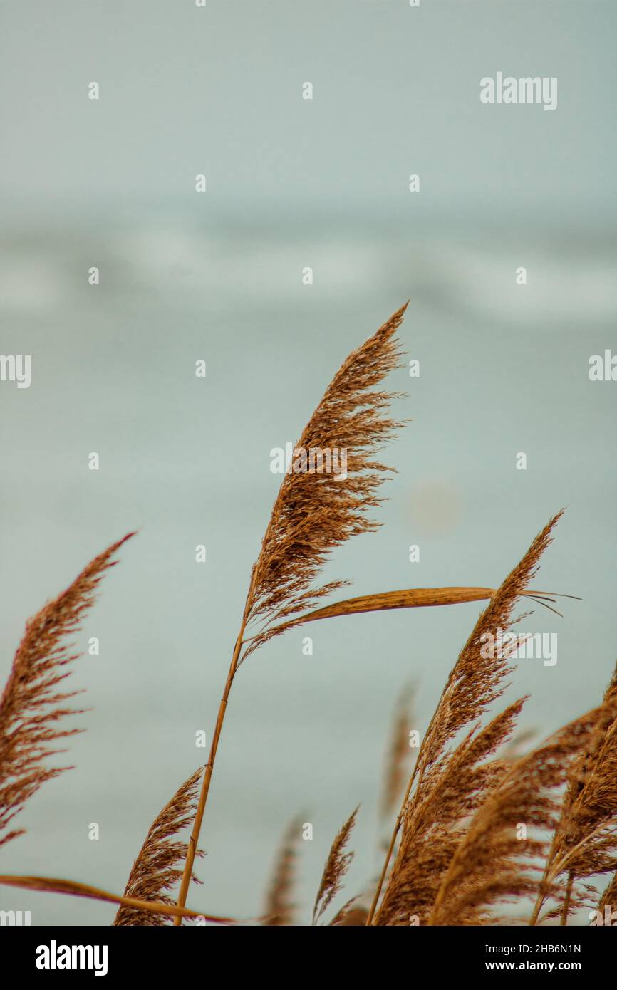 Vertical shot of dry grass reed blowing in the wind on a gloomy day ...