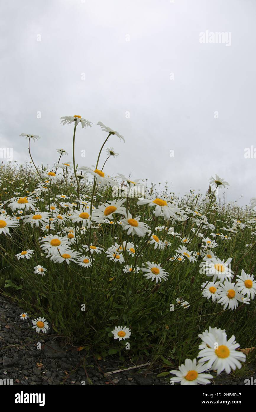 Daisies growing wild on waste ground. Fish eye lens with curvature of ...
