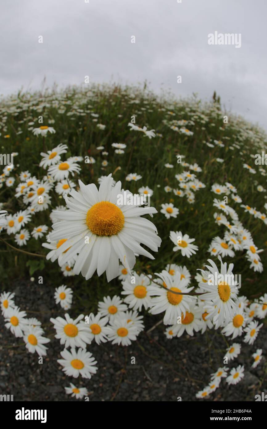 Daisies growing wild on waste ground. Fish eye lens with curvature of ...