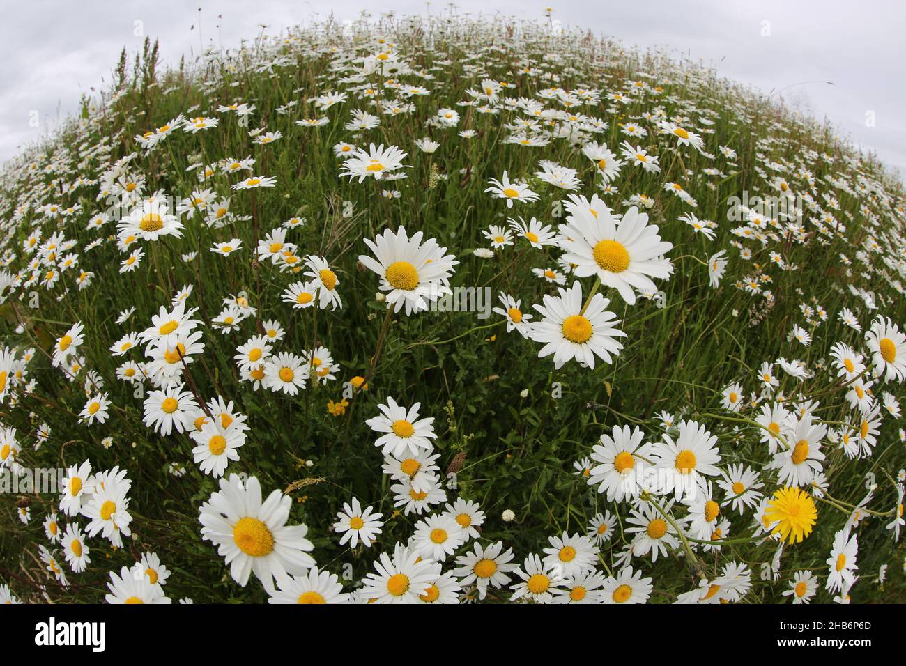 Daisies growing wild on waste ground. Fish eye lens with curvature of ...