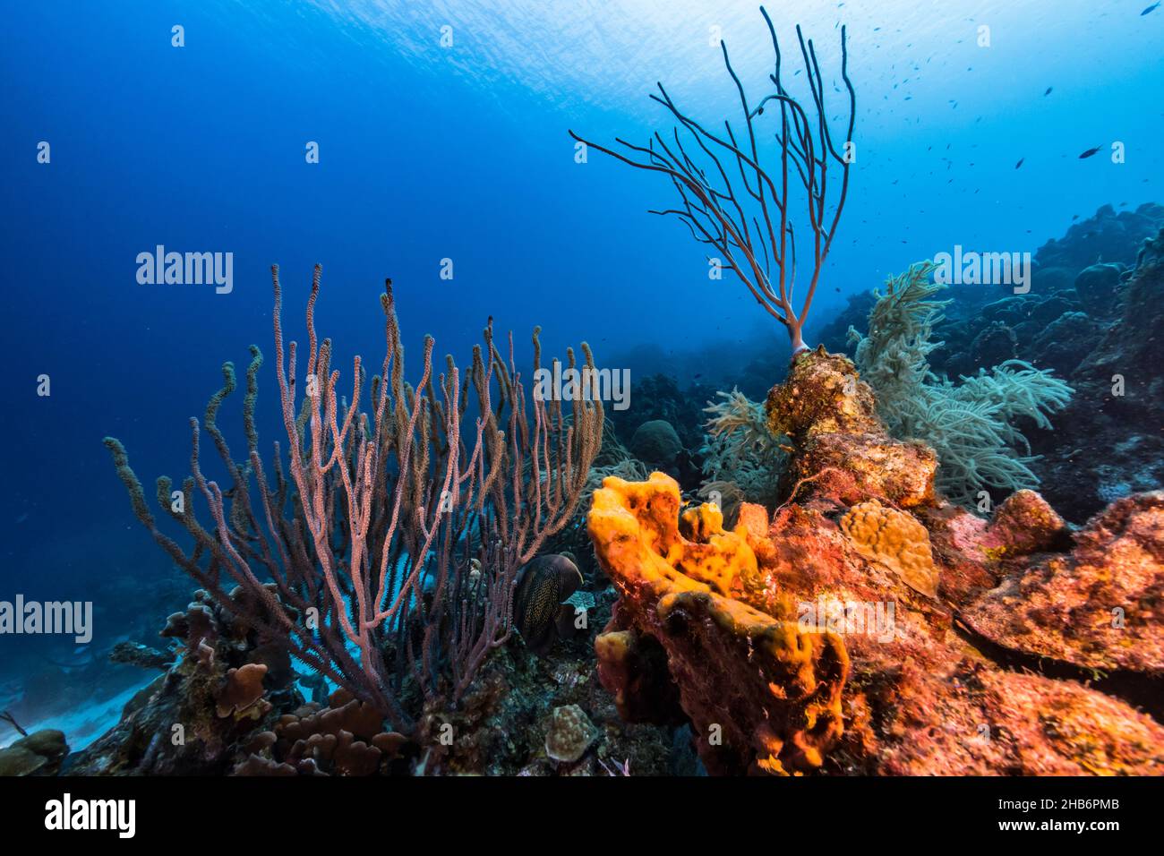 Seascape various fish coral sponge hi-res stock photography and images ...