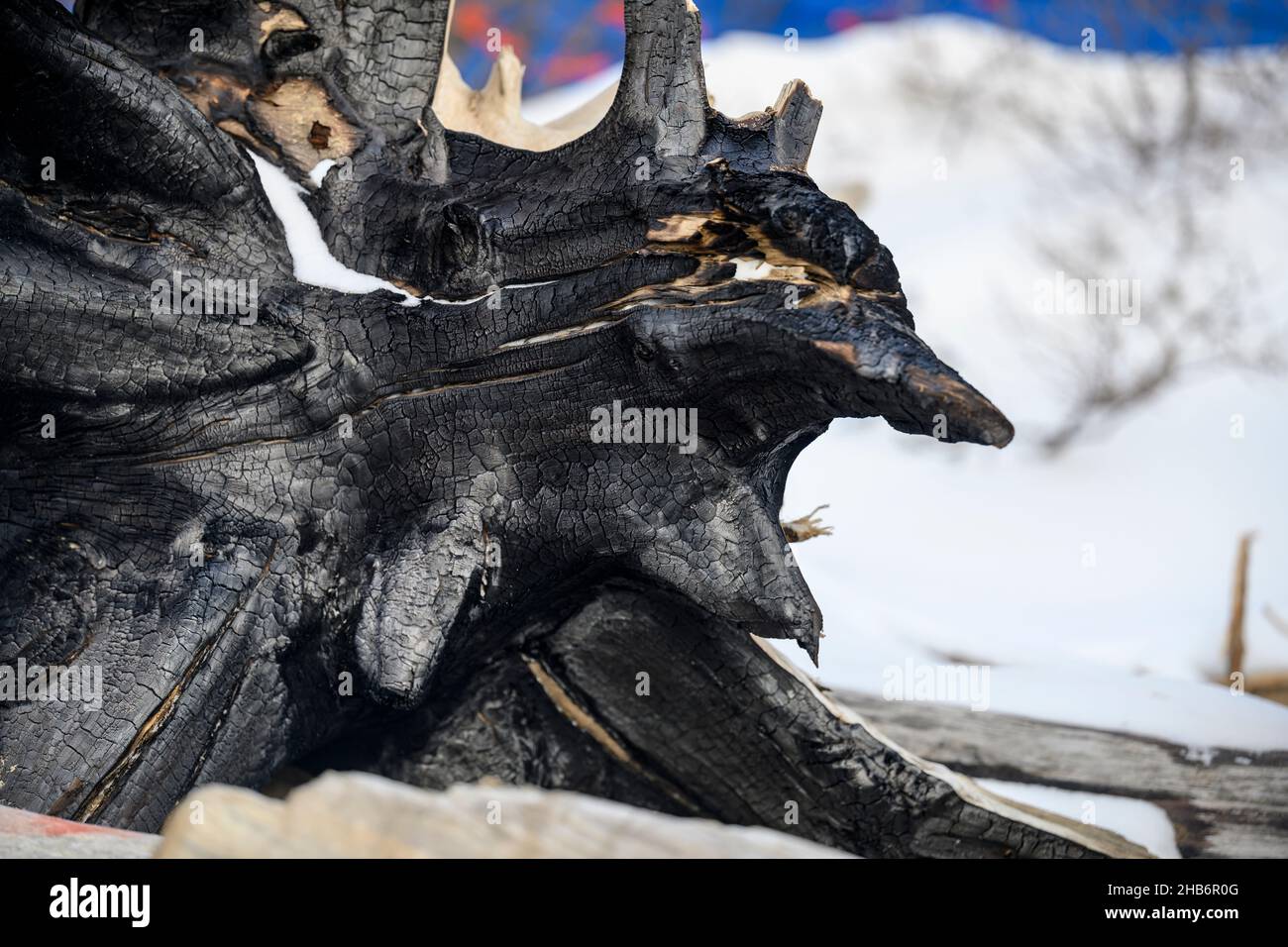 The burnt rhizome of a tree against the background of snow in the form ...