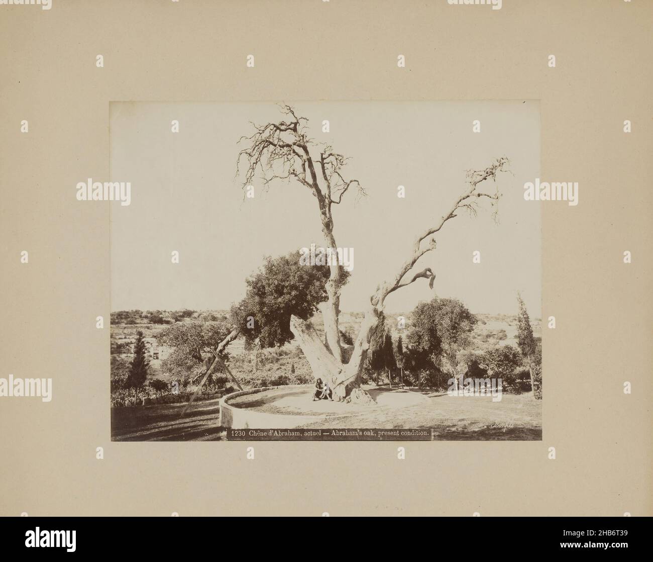 Abraham's Oak, Mamre, Palestine, Ancient oak tree (Quercus pseudo ...