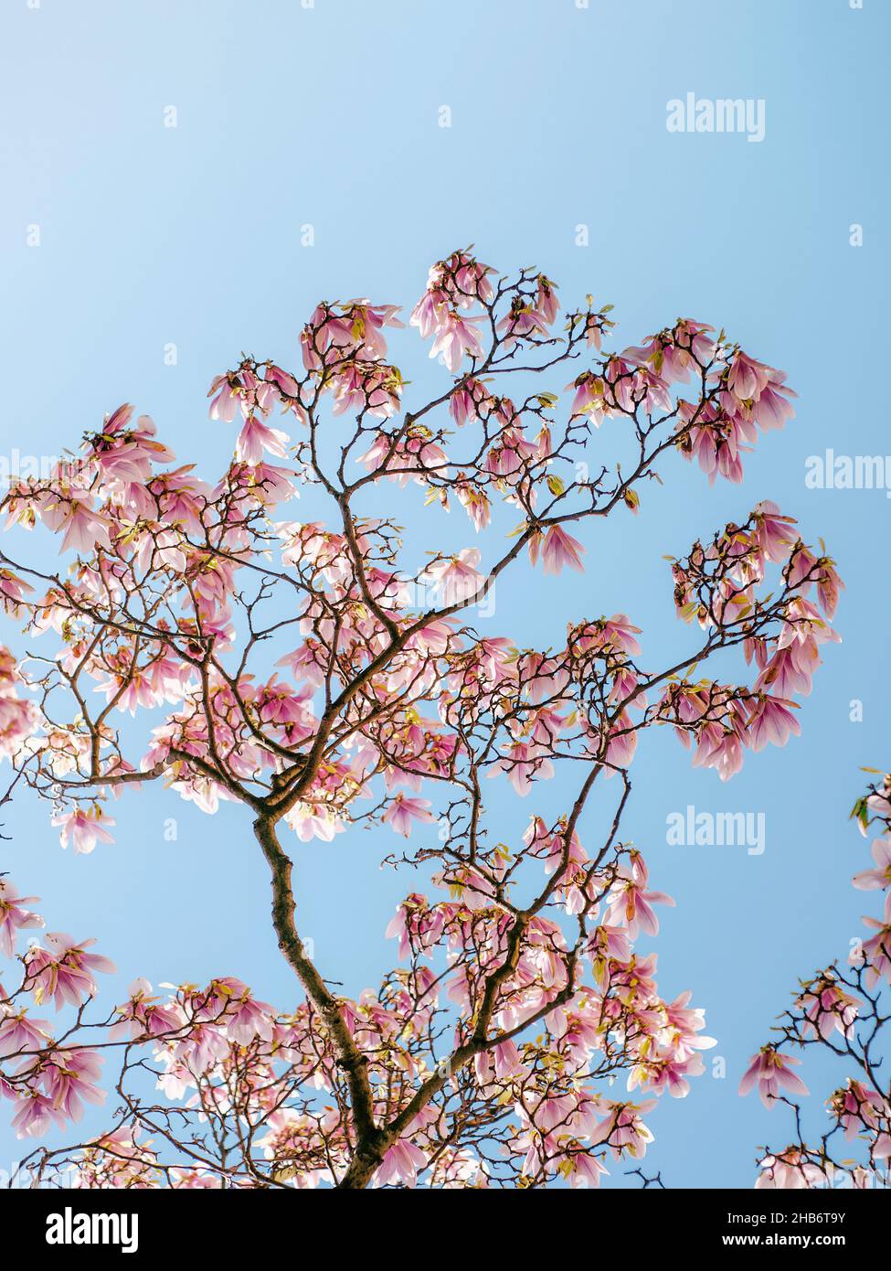Tree branch touching the sky hi-res stock photography and images - Alamy