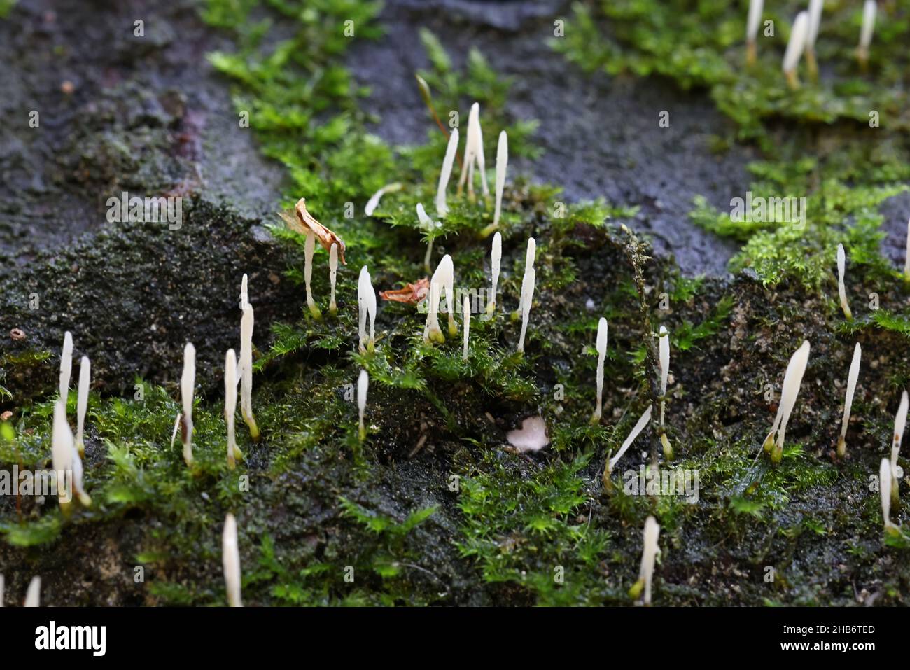 Eocronartium muscicola, moss rust, a fungus growing as parasite on moss ...