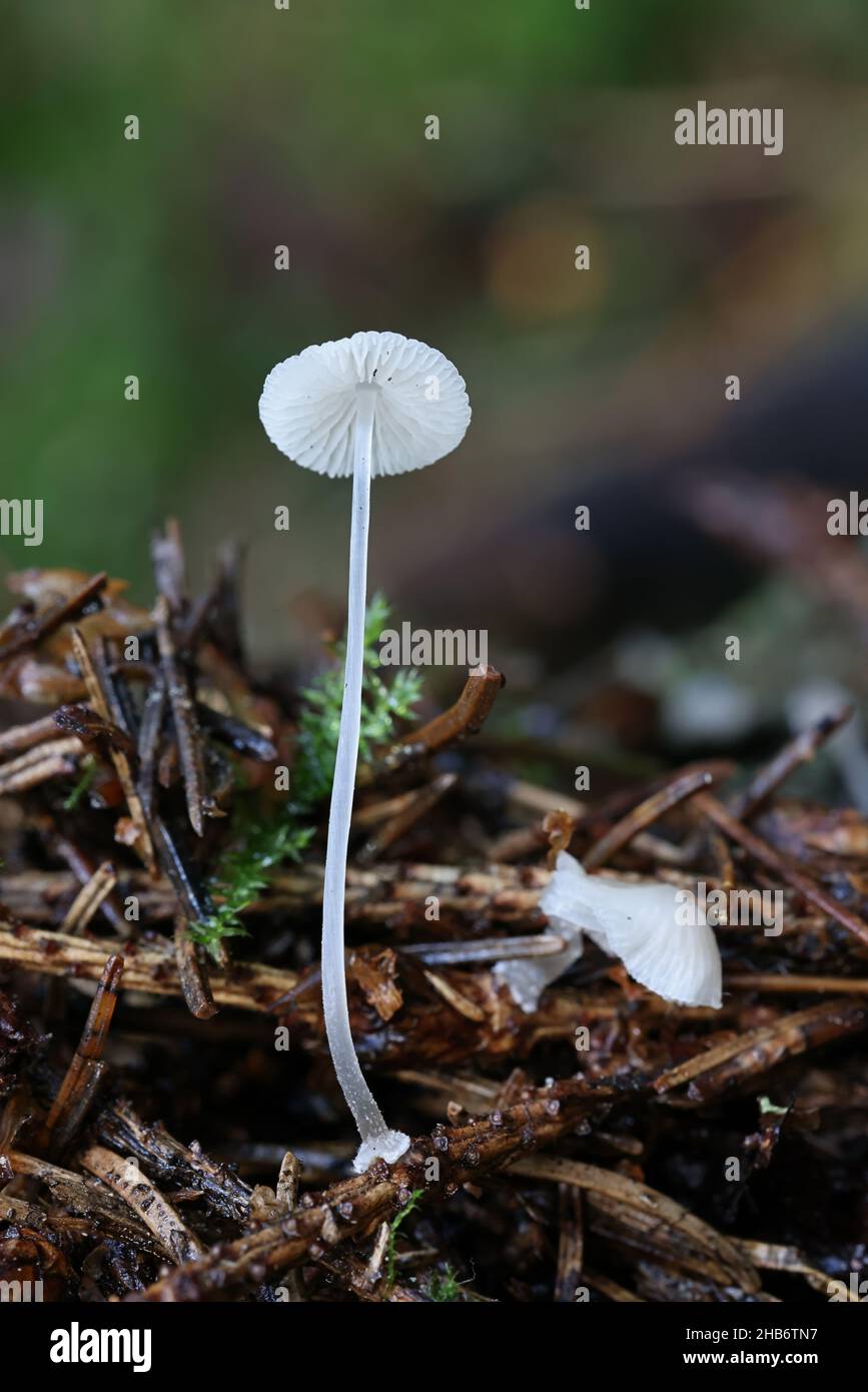 Mycena stylobates, commonly known as the bulbous bonnet, wild mushroom ...