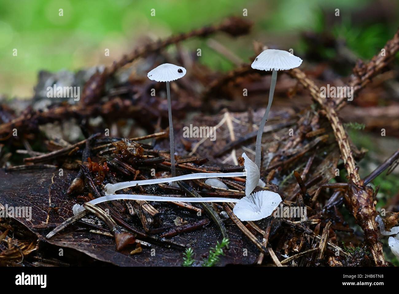 Mycena stylobates, commonly known as the bulbous bonnet, wild mushroom ...