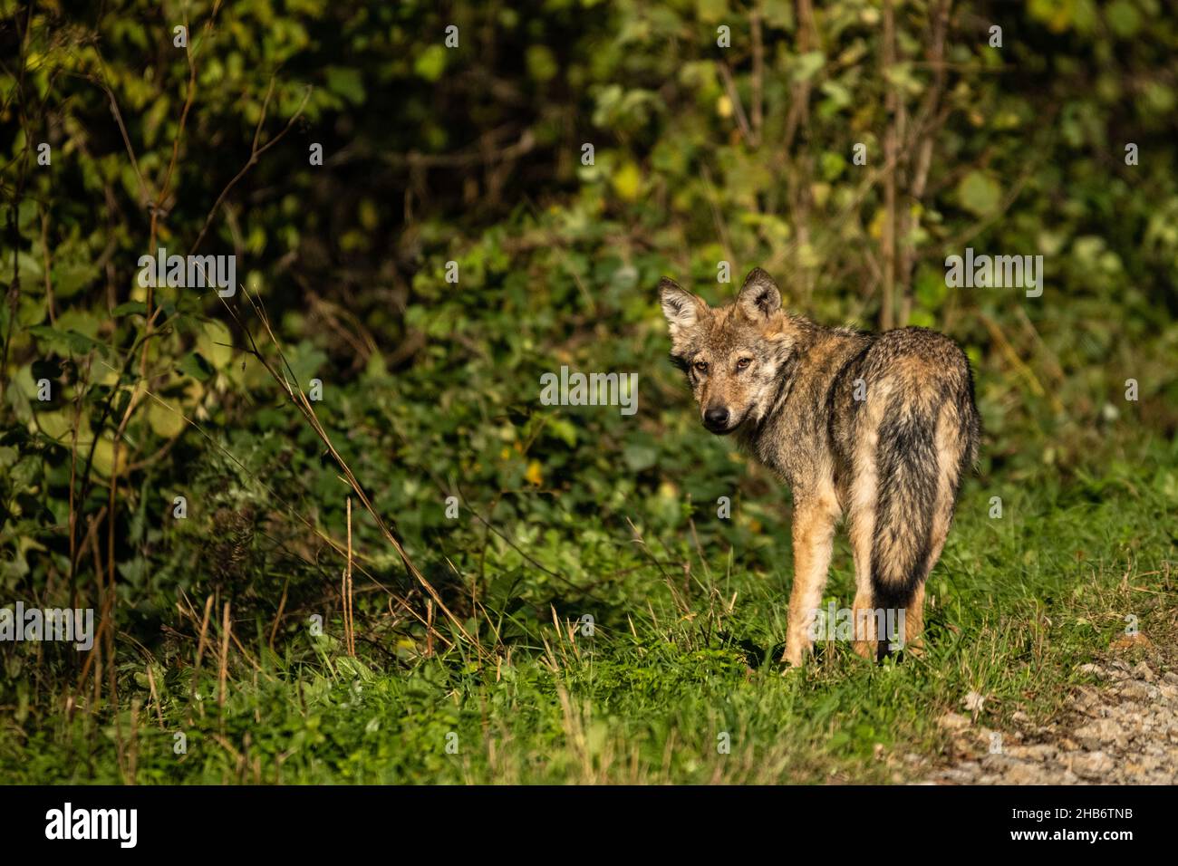 Grey Wolf (Canis lupus). The Bieszczady Mts., Carpathians, Poland Stock ...