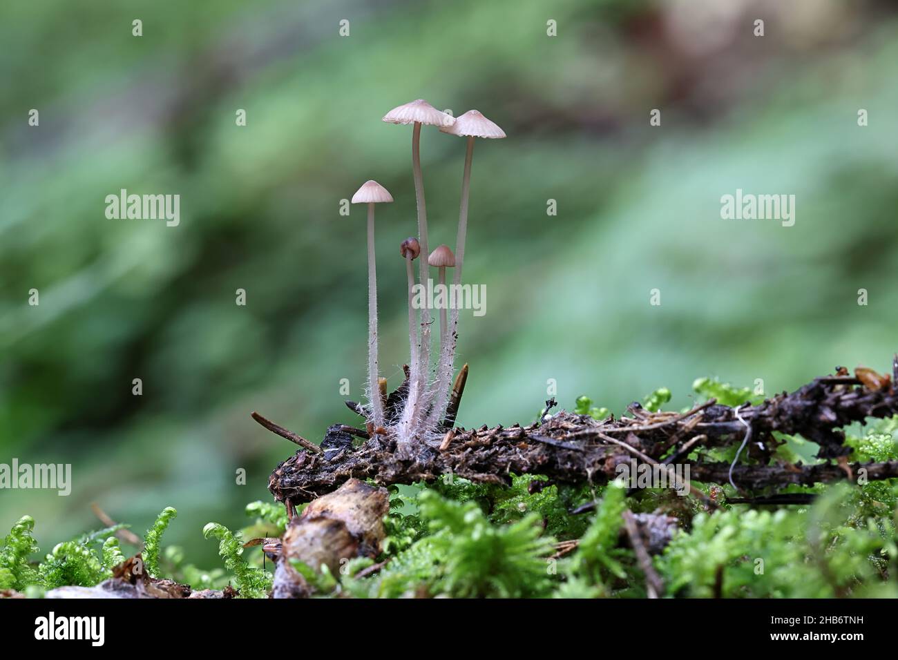 Mycena sanguinolenta, known as the bleeding bonnet or the terrestrial ...
