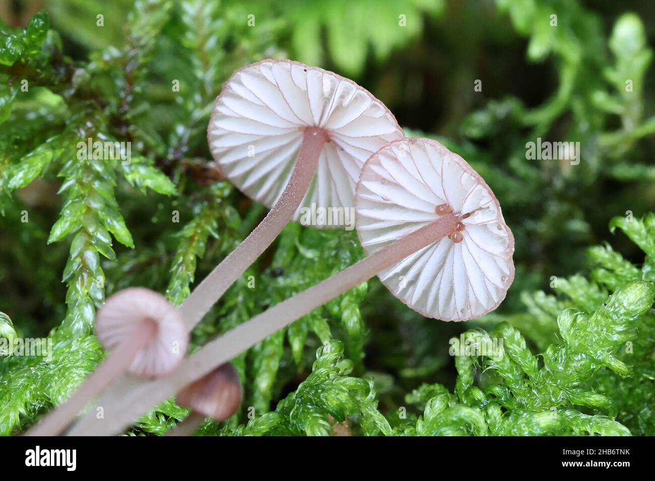 Mycena sanguinolenta, known as the bleeding bonnet or the terrestrial ...
