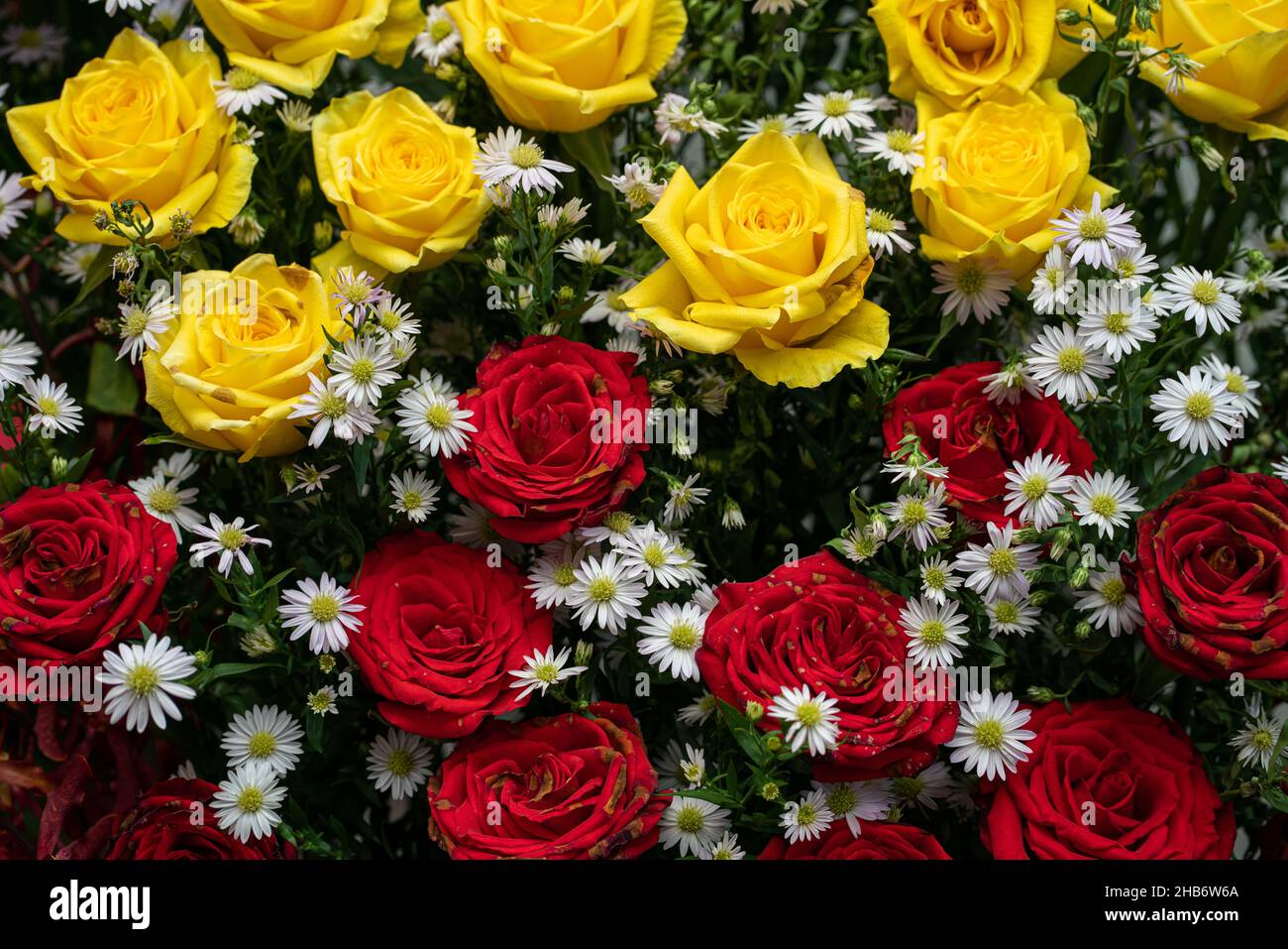 Withered red and yellow roses Stock Photo - Alamy