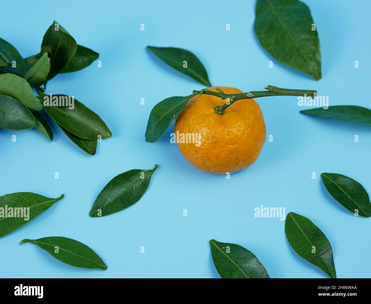 orange or Citrus sp with its leaves isolated on a blue background ...