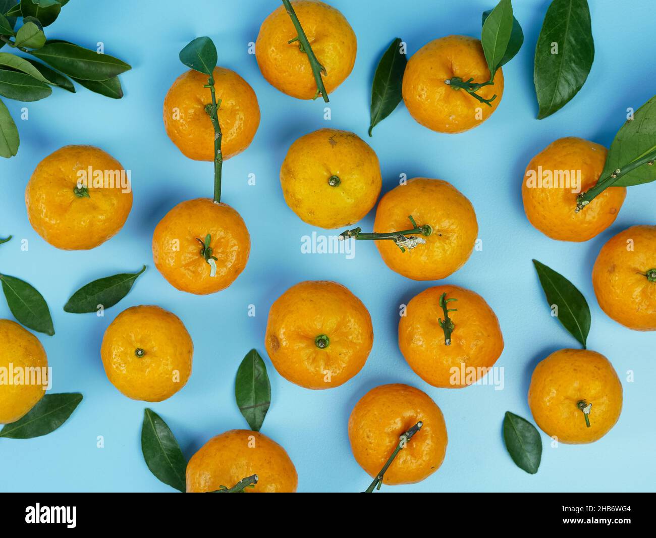 orange or Citrus sp with its leaves isolated on a blue background ...