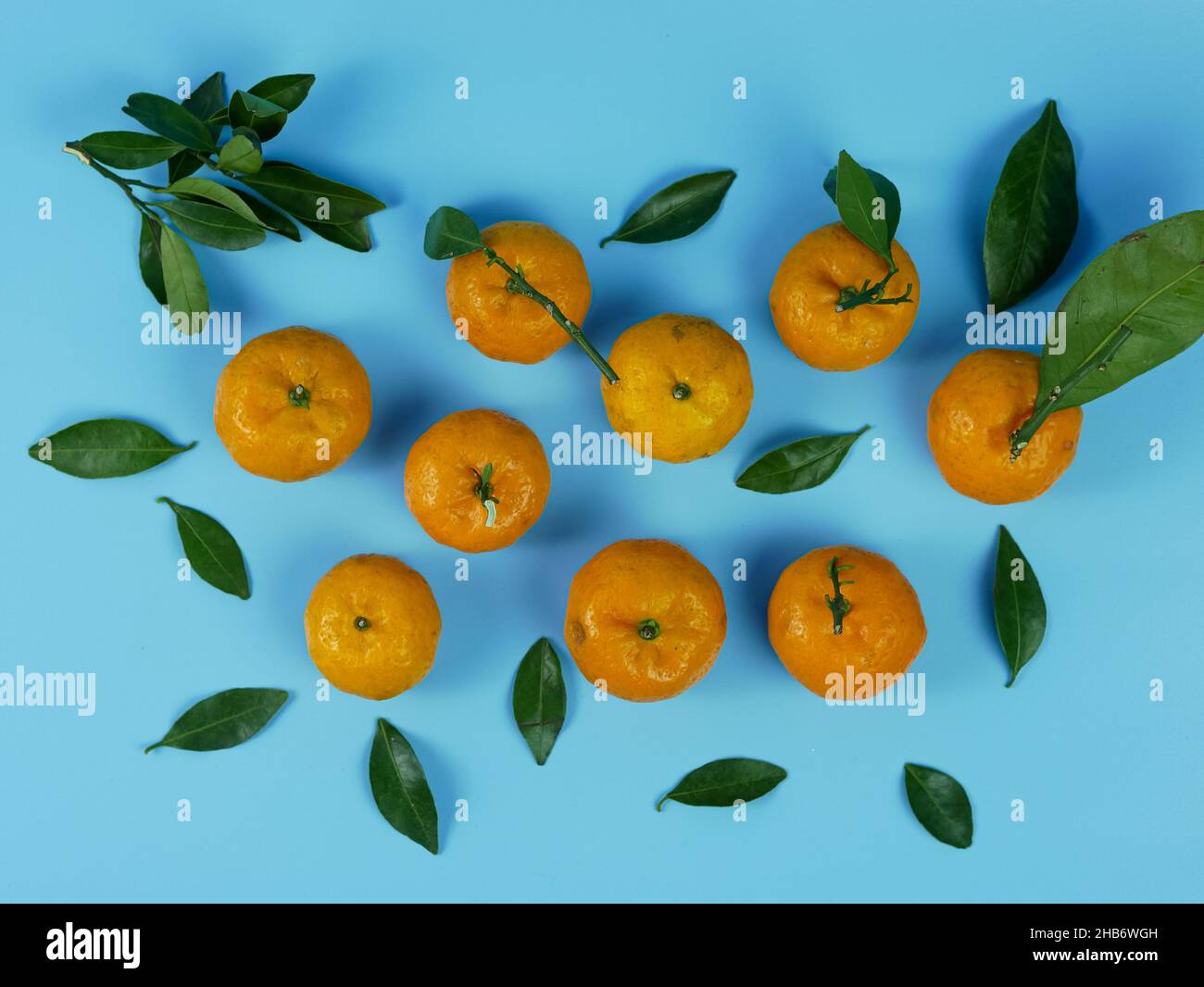 orange or Citrus sp with its leaves isolated on a blue background ...