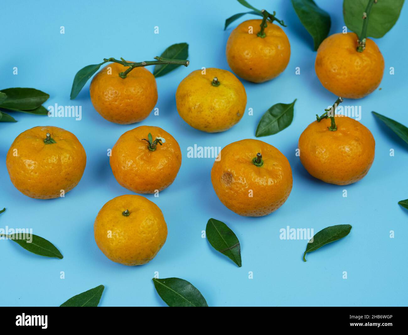 orange or Citrus sp with its leaves isolated on a blue background ...