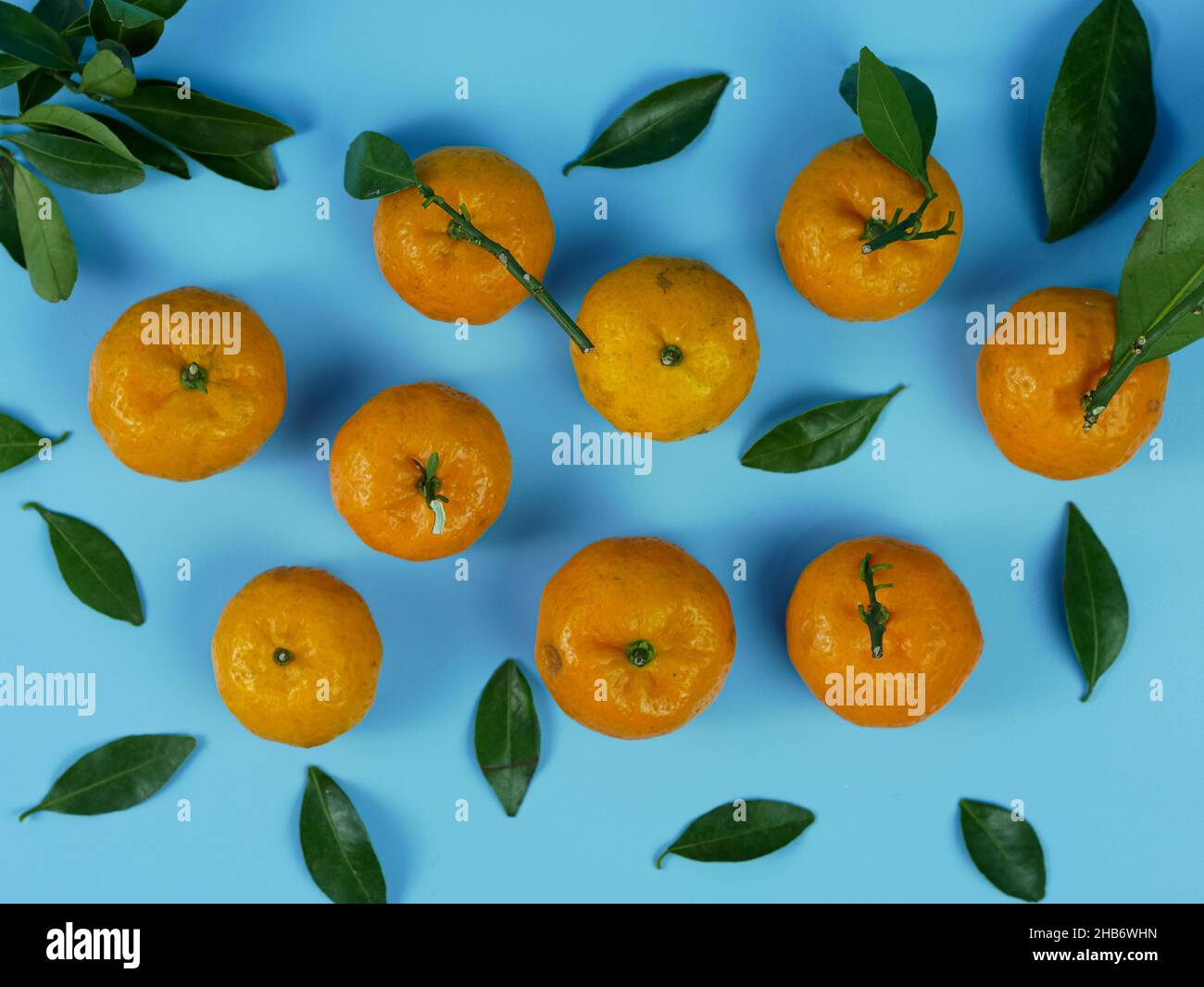 orange or Citrus sp with its leaves isolated on a blue background ...