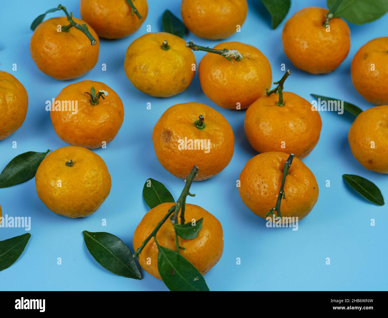 orange or Citrus sp with its leaves isolated on a blue background ...