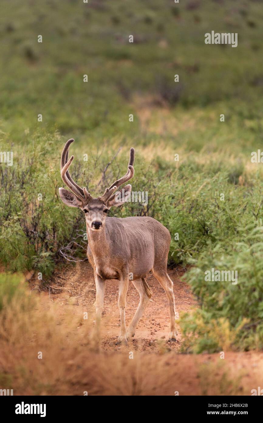 Mule Deer Buck on alert, Odocoileus hemionus Stock Photo - Alamy