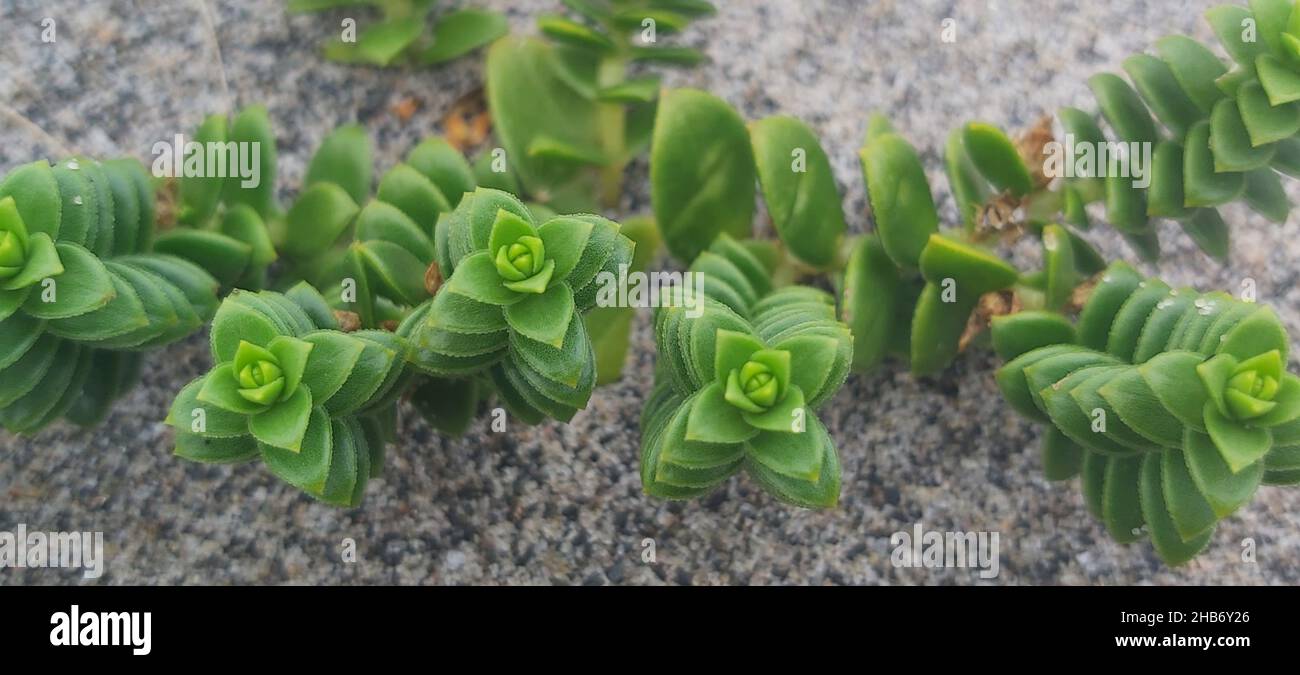 Top view of succulents Stock Photo - Alamy