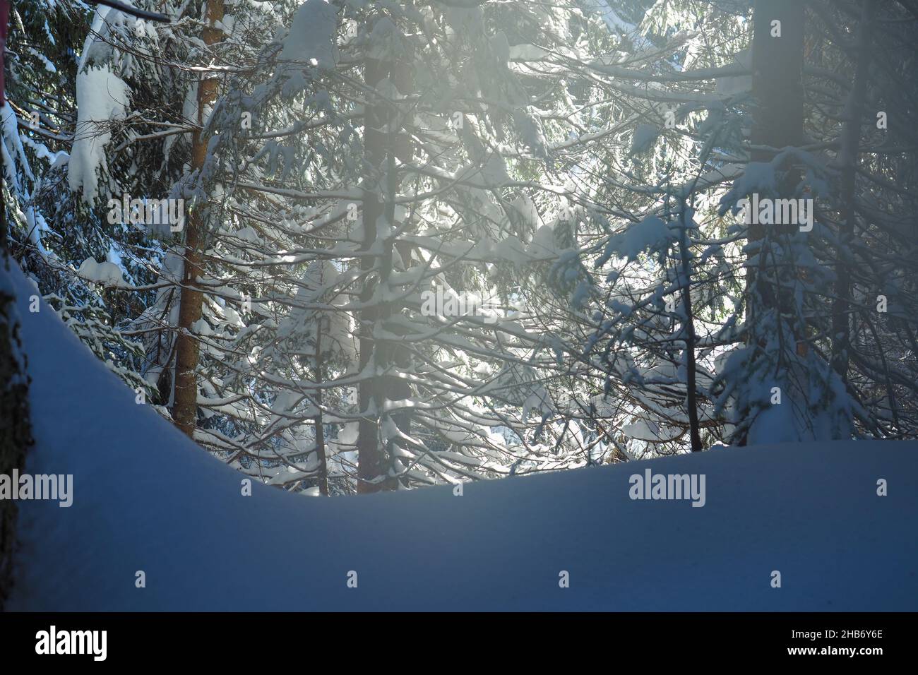 Sun shining through the trees in a deeply snow covered forest Stock ...
