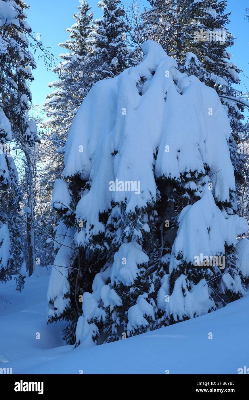 Snow covered coniferous trees in the Swiss Alps on a beautiful winter ...