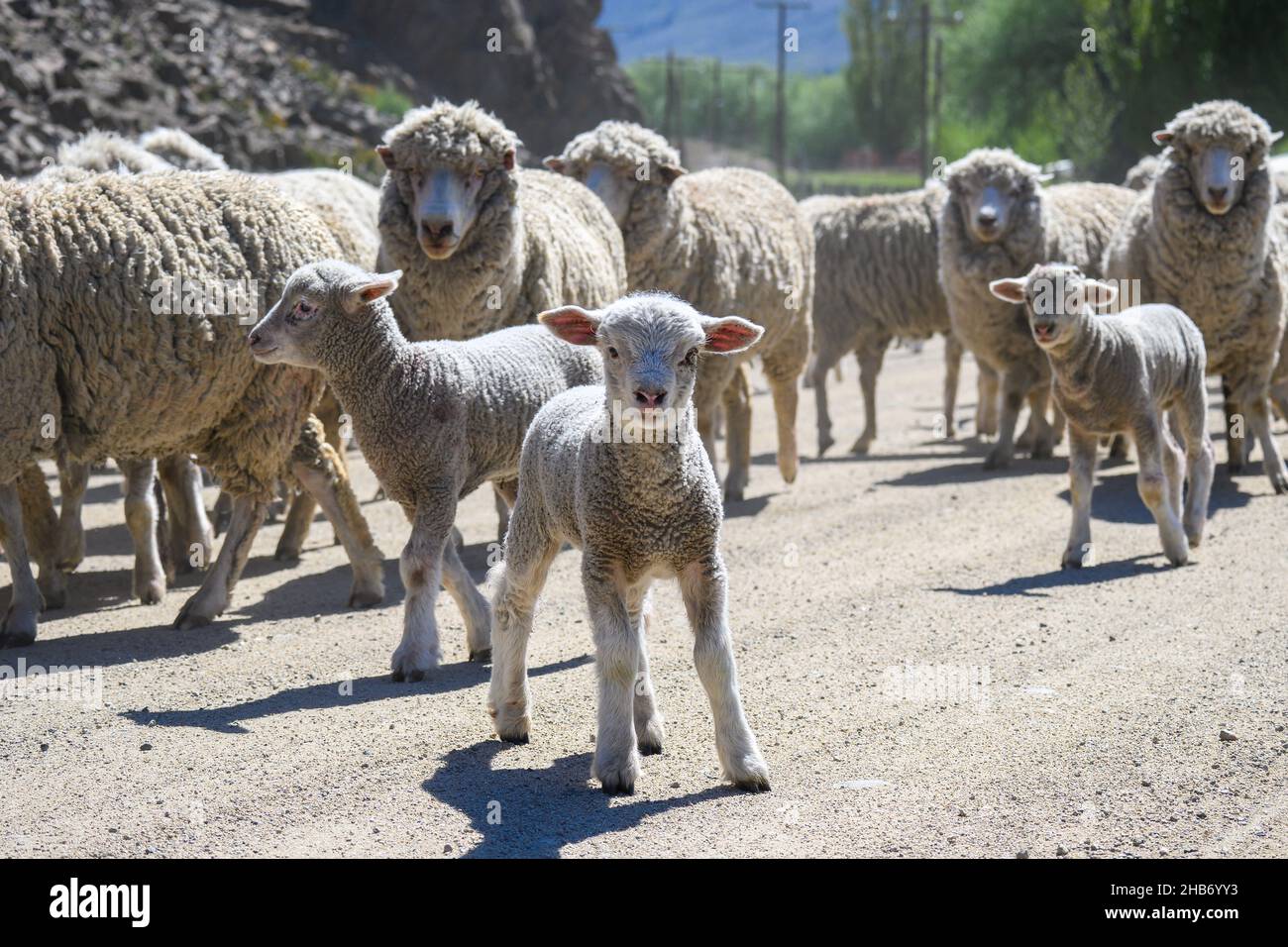 Baby lambs with the flock Stock Photo - Alamy