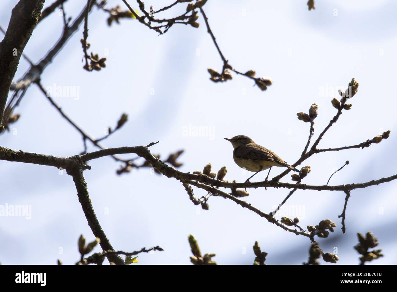 Common chiffchaff (Phylloscopus collybita) sitting on a branch of a tree Stock Photo - Alamy