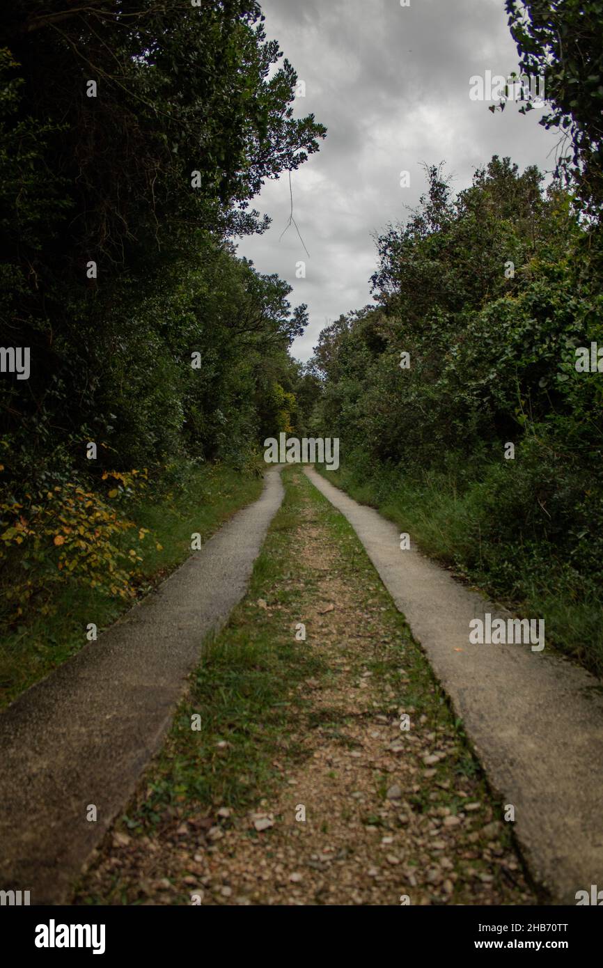 Vertical shot of an old empty path surrounded by trees under a gray ...