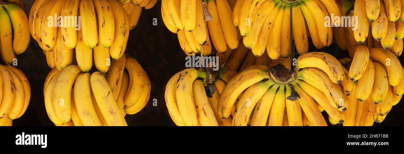 A wide banner photo of ripe bananas hanging on strings in large bunches ...