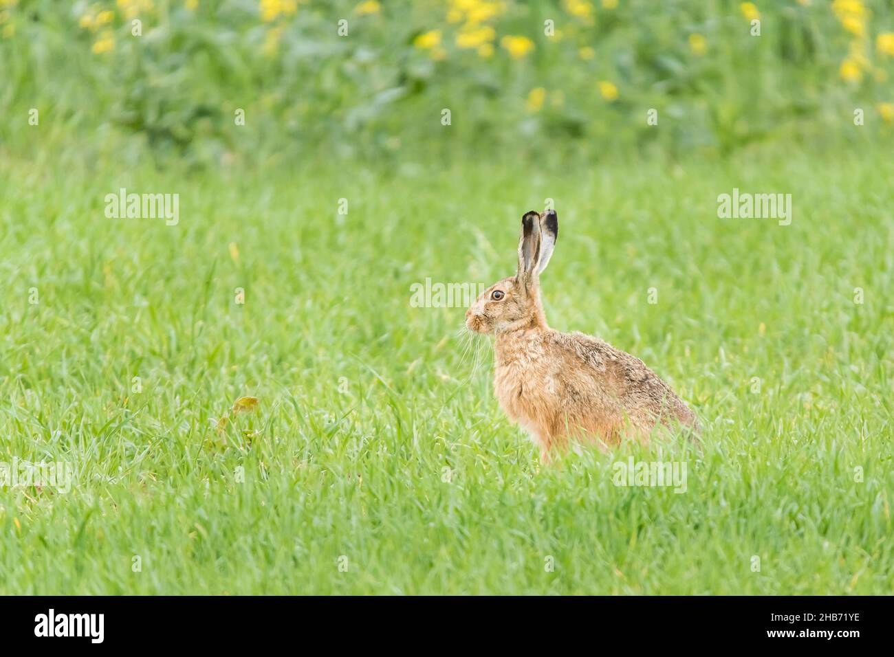European hare (Lepus europaeus) running around in a field of grass ...