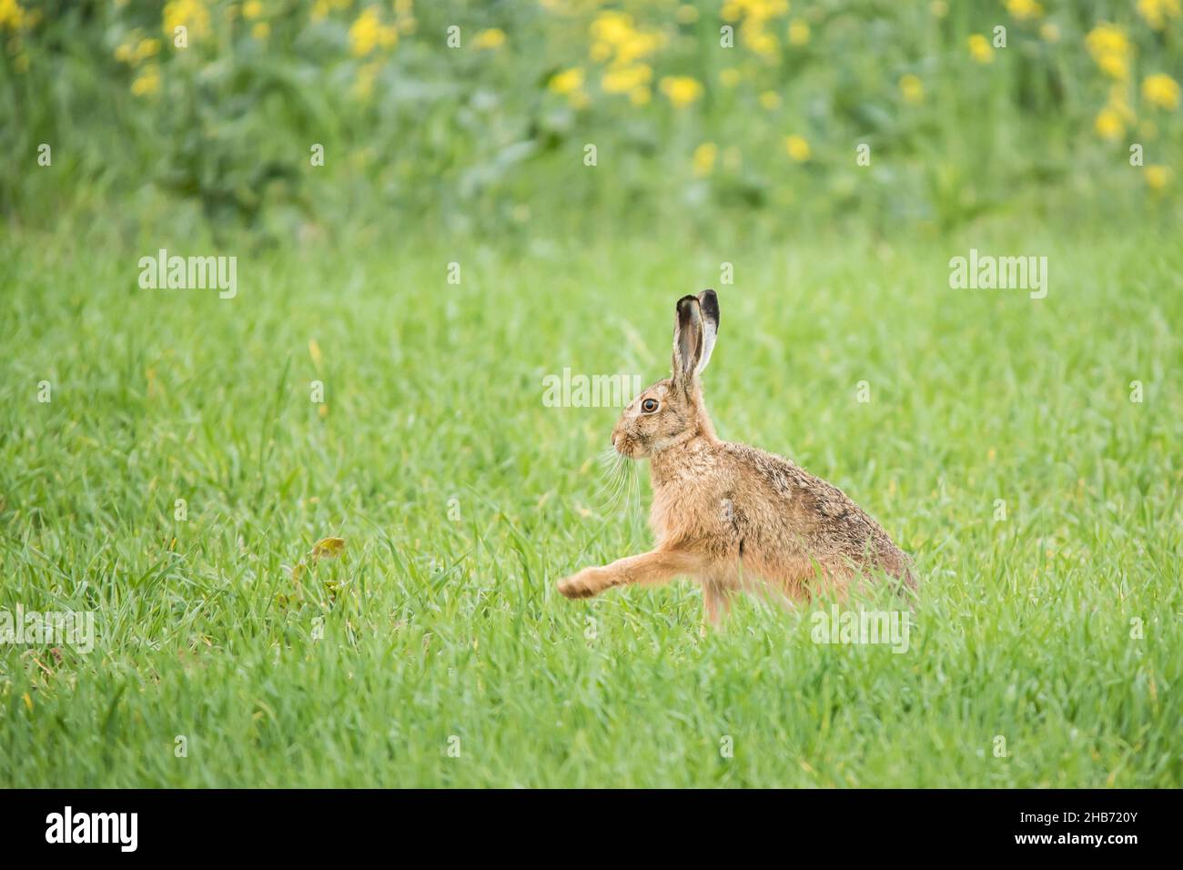 European hare (Lepus europaeus) running around in a field of grass ...