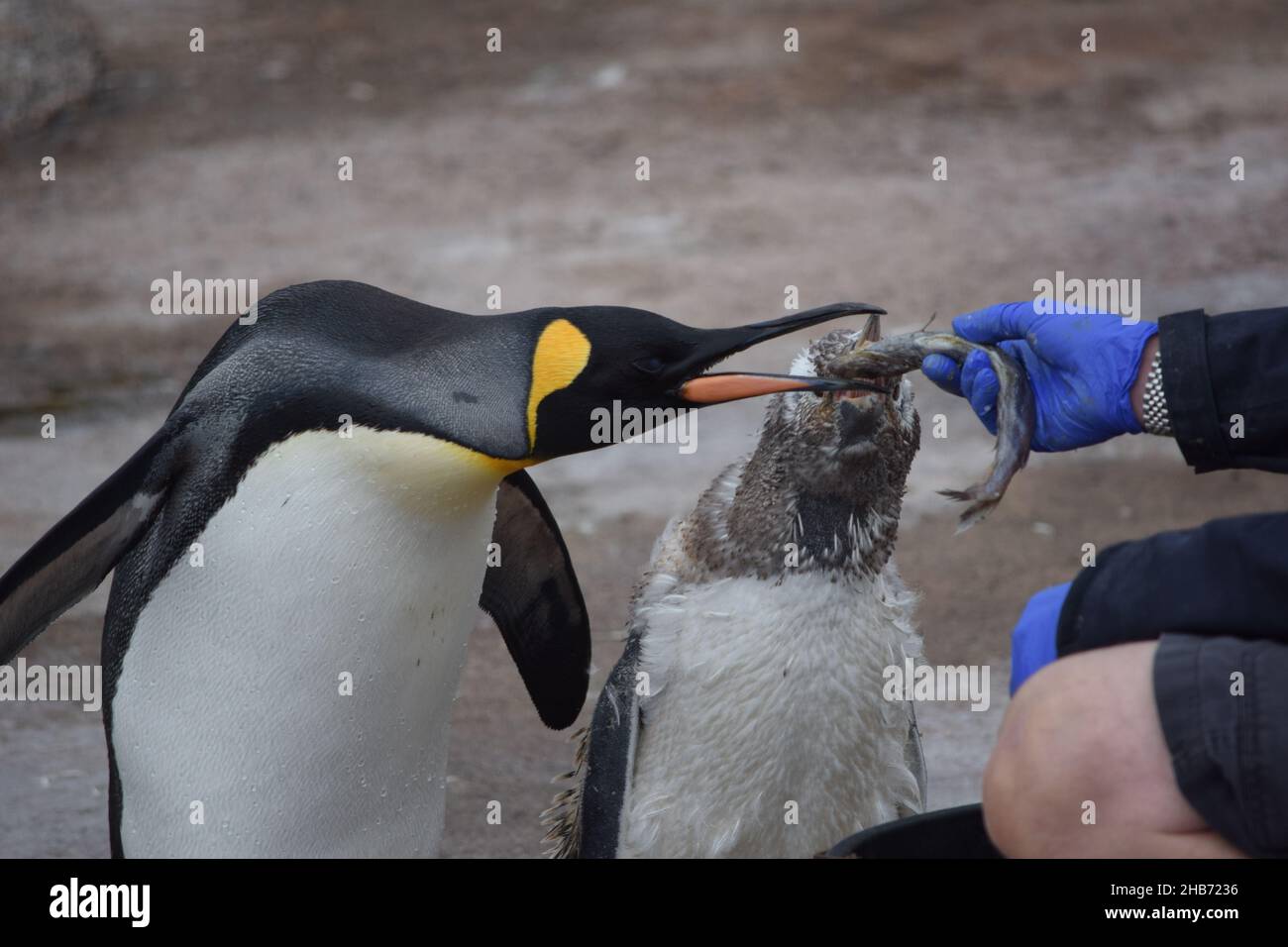 Edinburghzoo hi-res stock photography and images - Alamy