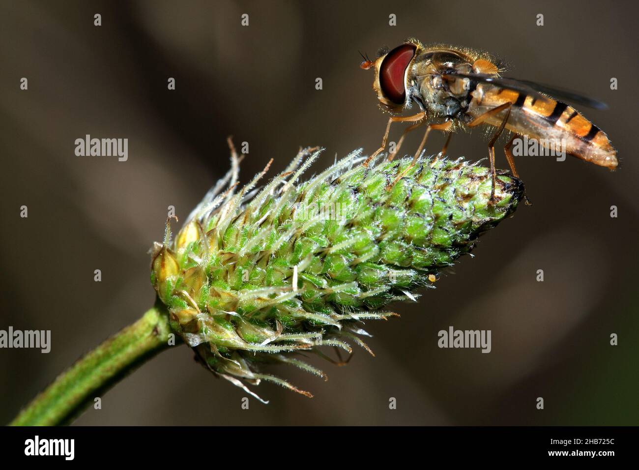 Closeup of a Marmalade Hoverfly (Episyrphus balteatus) on plants Stock ...