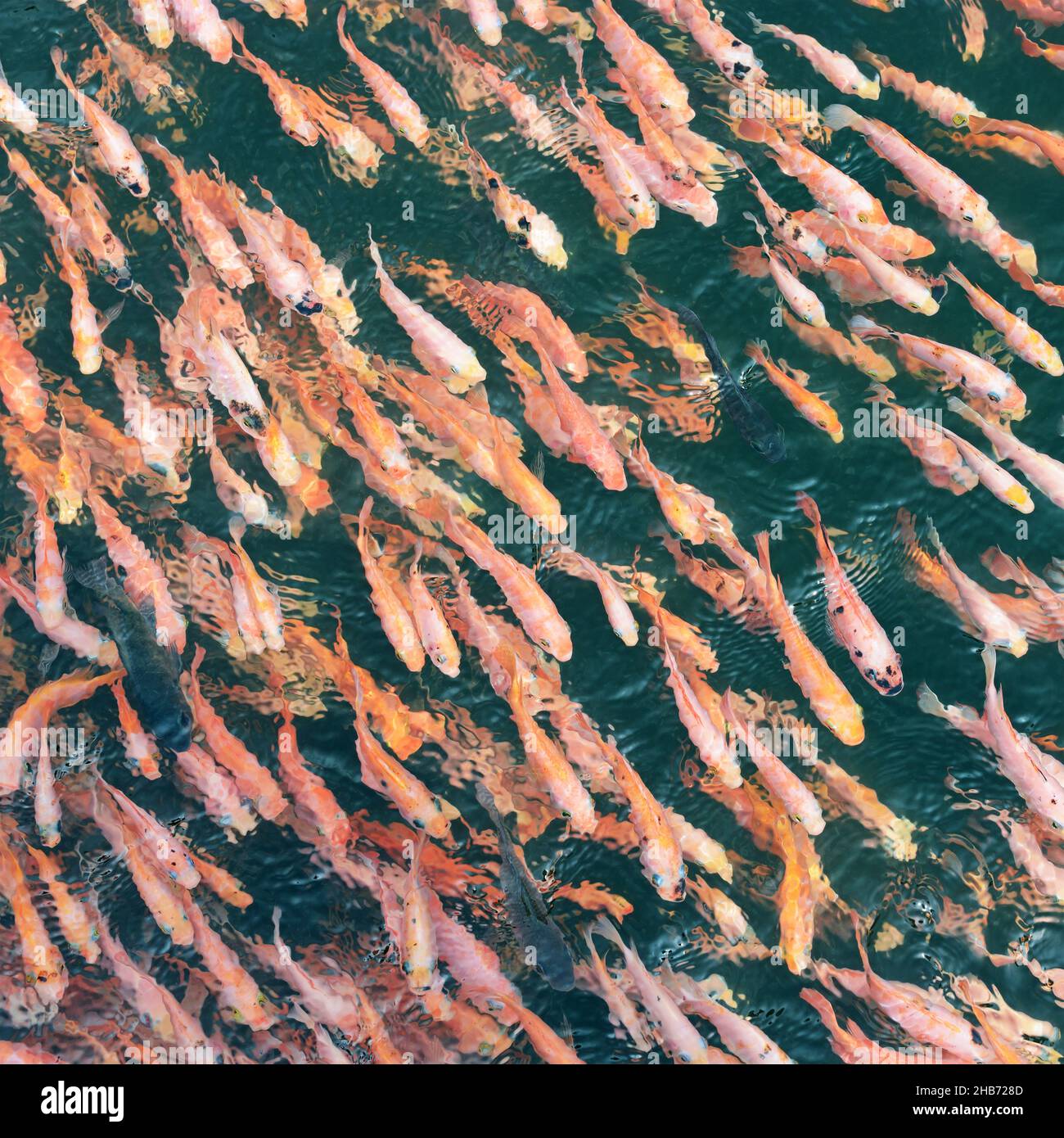 Fish under deep blue water hi-res stock photography and images - Alamy