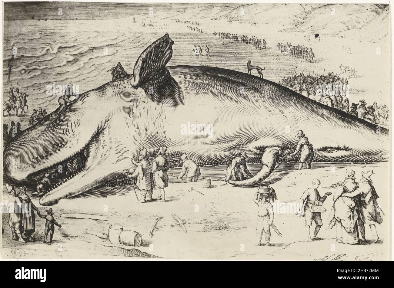 Sperm whale lying hi-res stock photography and images - Alamy