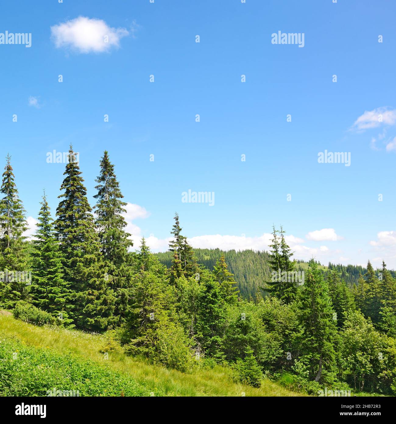Pine trees with mountains hi-res stock photography and images - Alamy