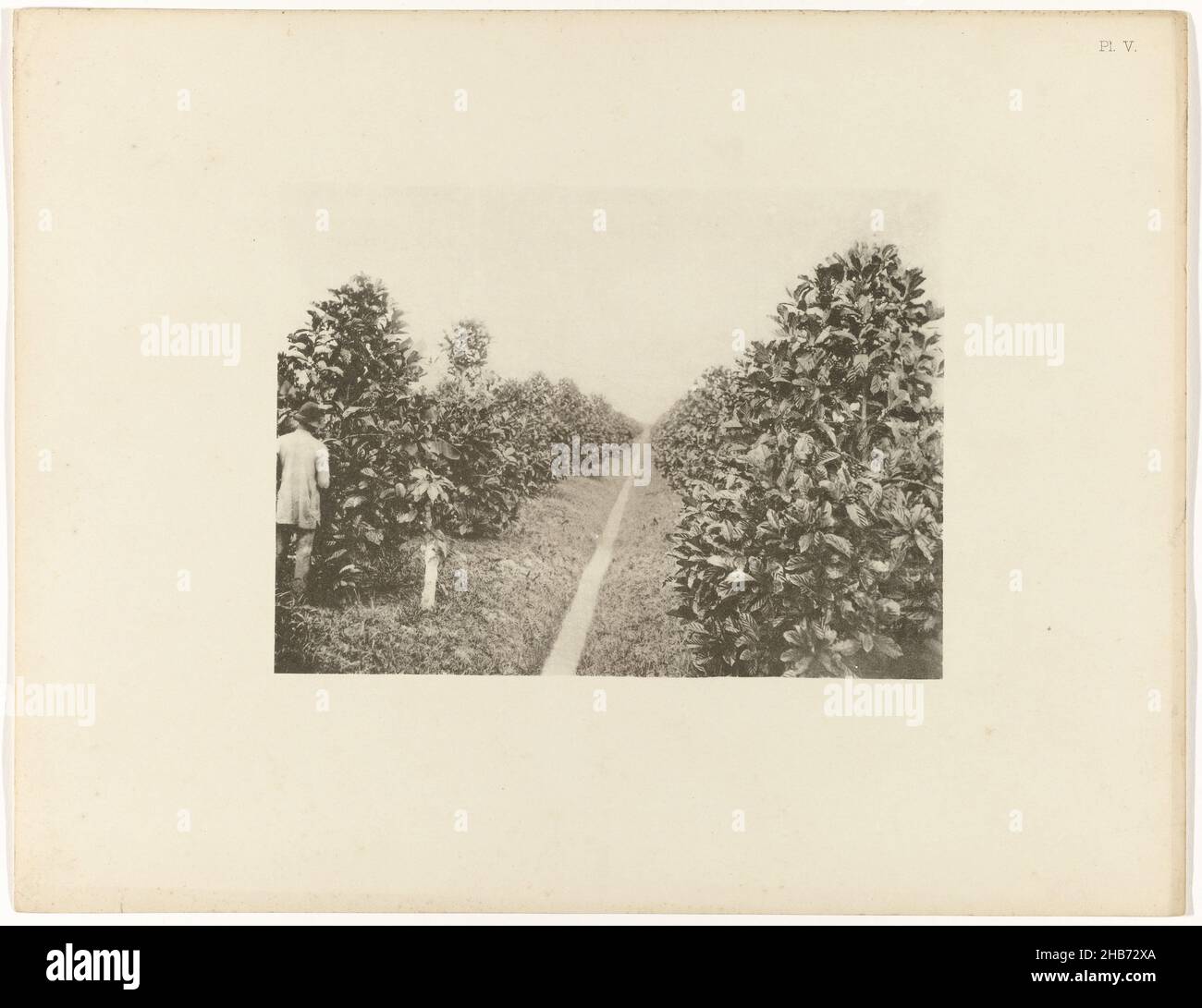 Liberia Coffee Plants High Resolution Stock Photography and Images - Alamy