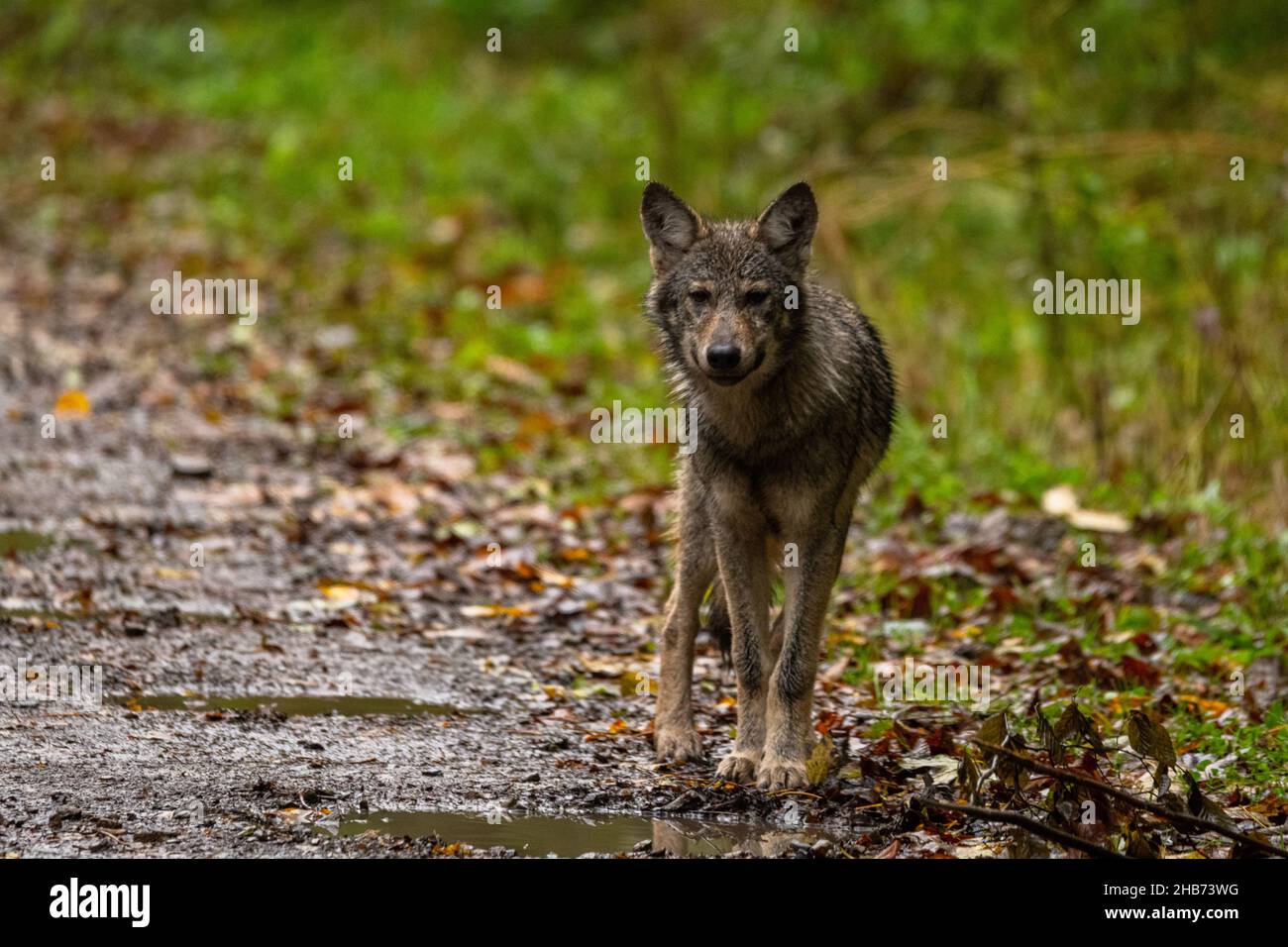 Grey Wolf (Canis lupus). The Bieszczady Mts., Carpathians, Poland Stock ...