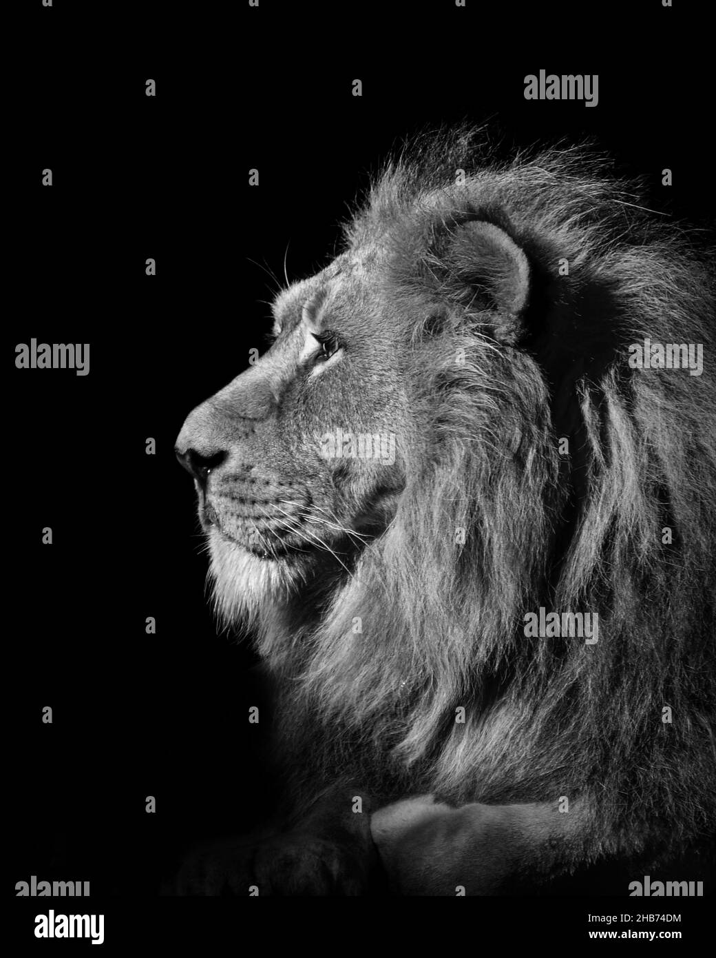 Lion isolated black & white background , wildlife hunter african Stock ...