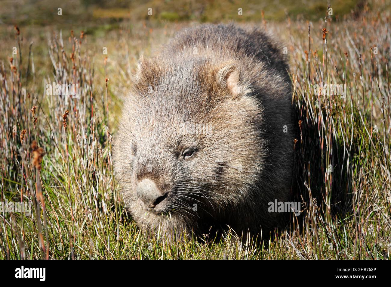Wombat hi-res stock photography and images - Alamy