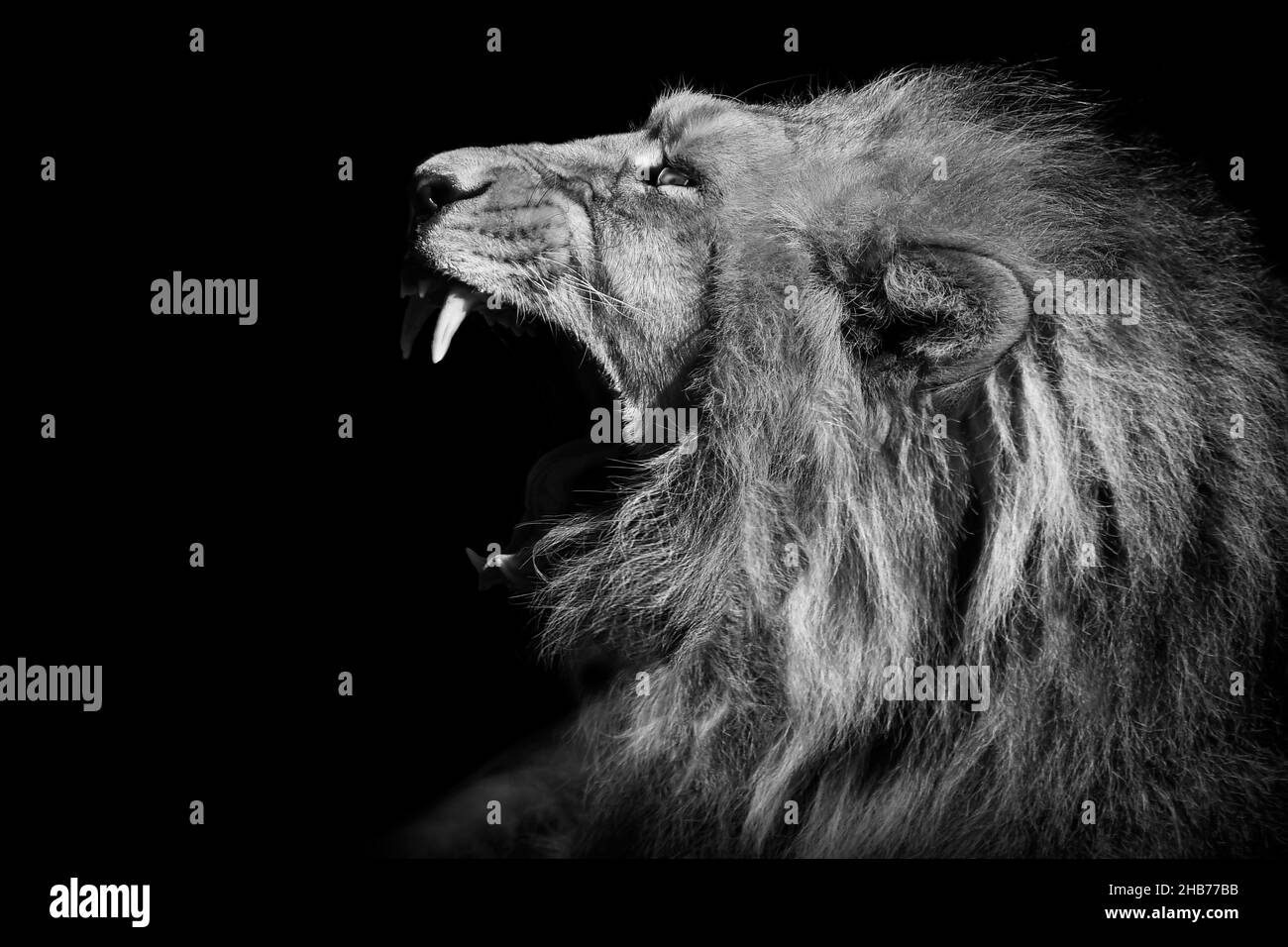 Lion isolated black & white background , wildlife hunter african Stock ...