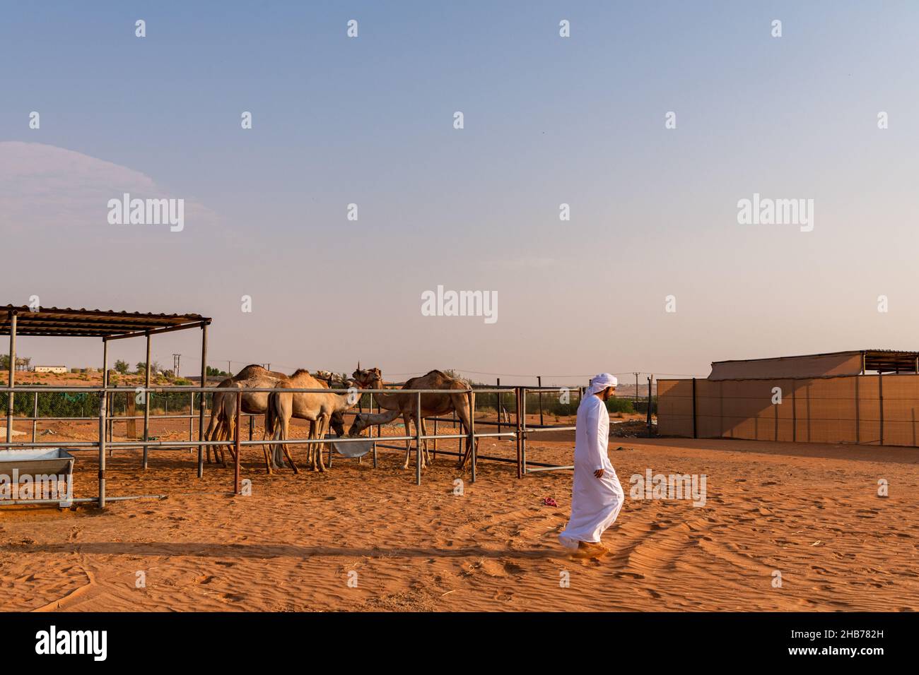 AL AIN, UNITED ARAB EMIRATES - Oct 13, 2021: An Emirati owner visiting ...